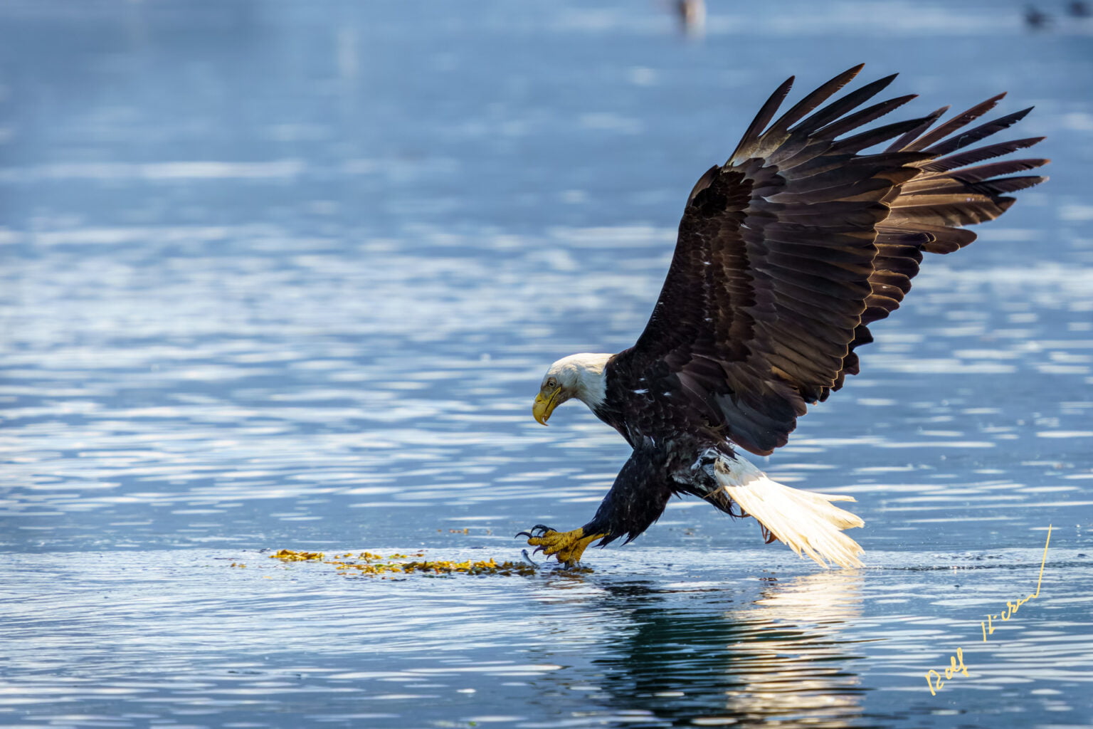 Bald Eagle Photos photographed along the BC Coast
