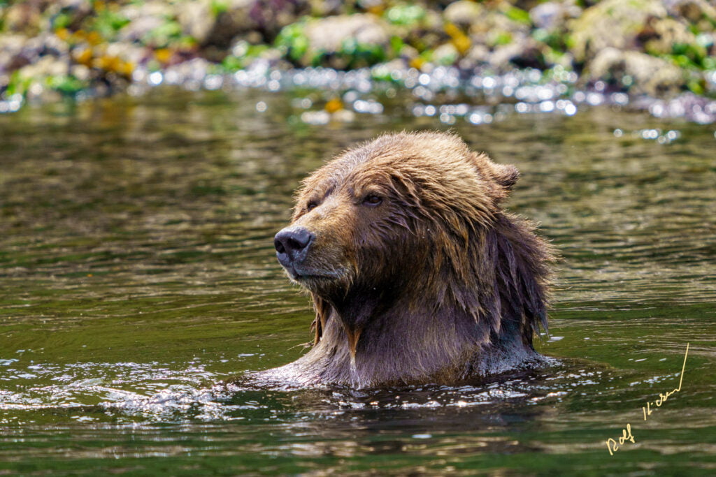 Grizzly Bear Watching boat tour to Knight Inlet / Scenery & Wildlife
