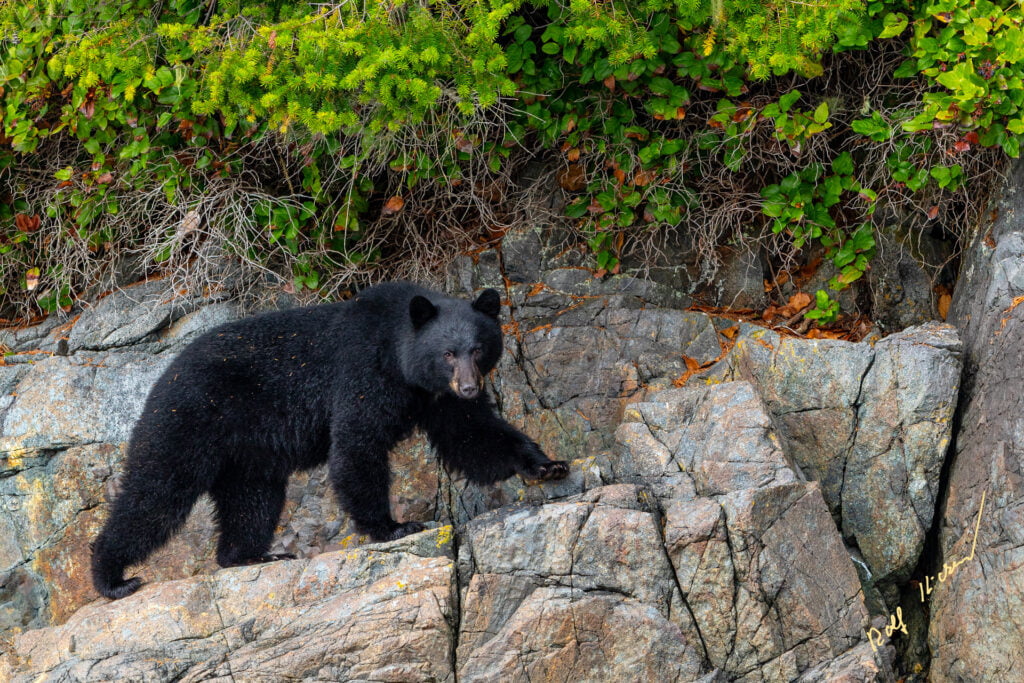 Grizzly Bear Watching boat tour to Knight Inlet / Scenery & Wildlife