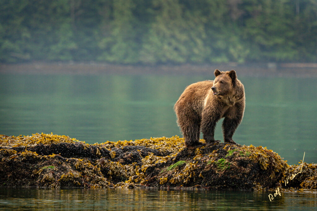 Grizzly Bear Watching boat tour to Knight Inlet / Scenery & Wildlife