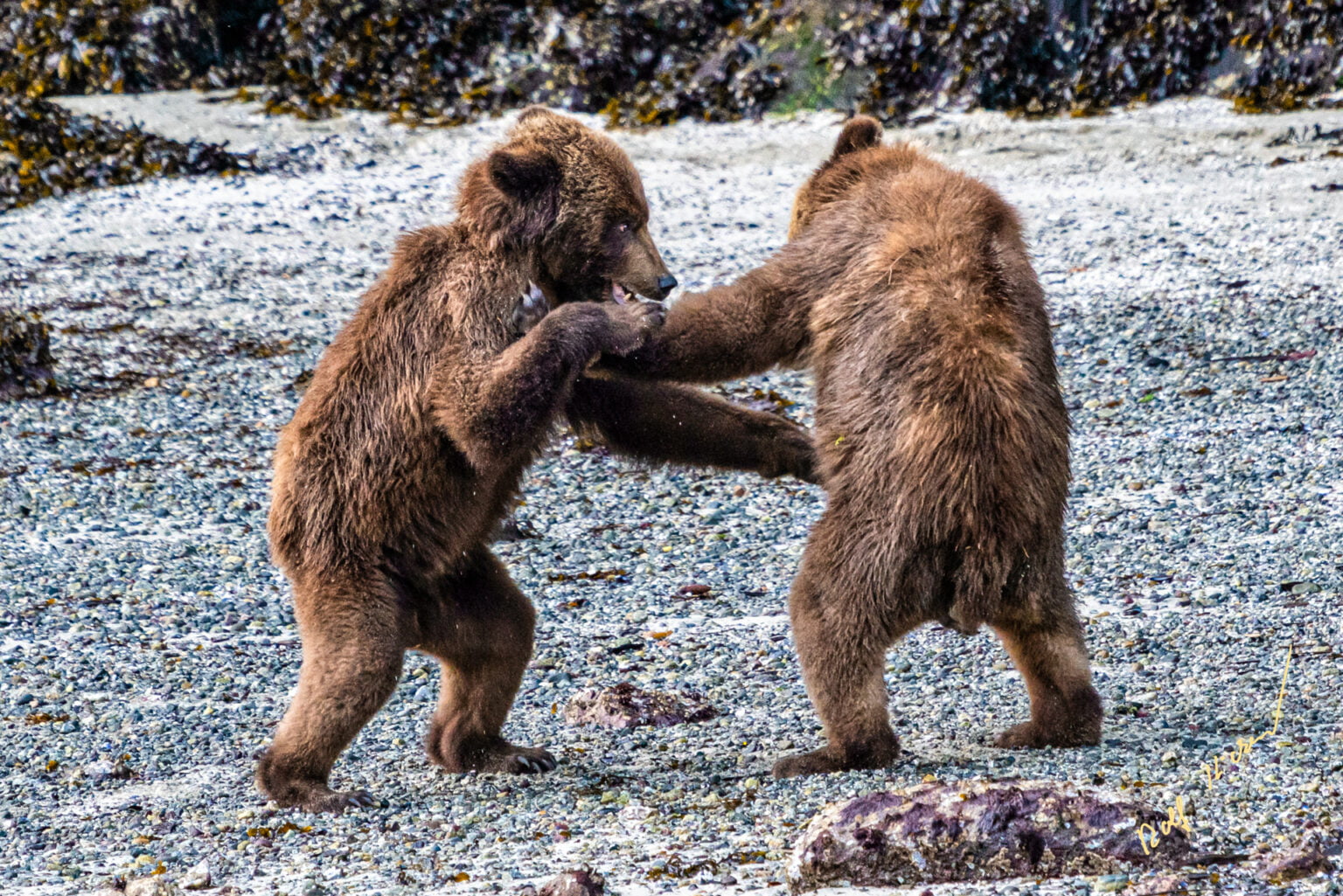 Grizzly Bear Watching boat tour to Knight Inlet / Scenery & Wildlife